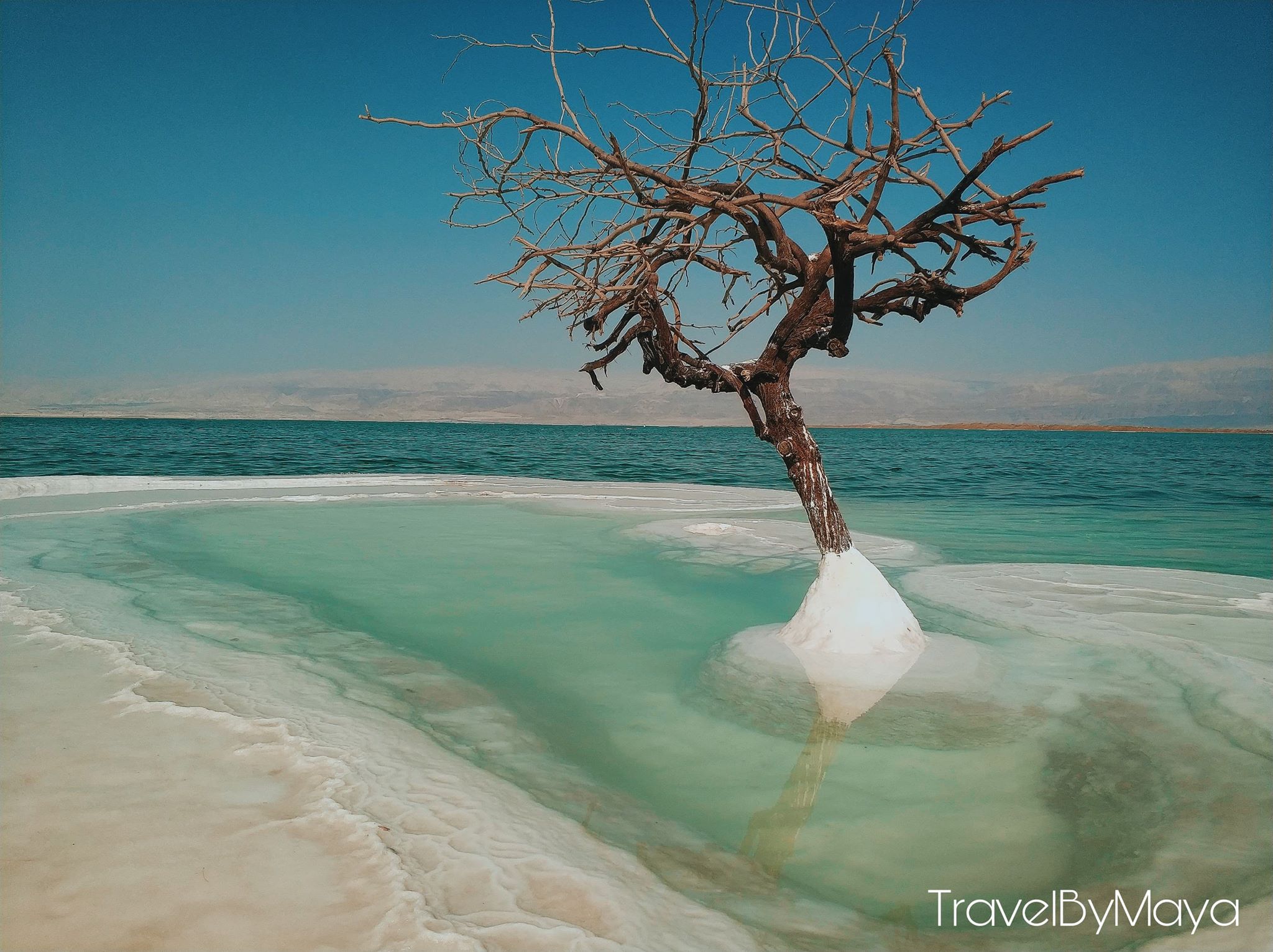 Dead Sea Tree: Real pics + How To Get There! ! - Travel By Maya